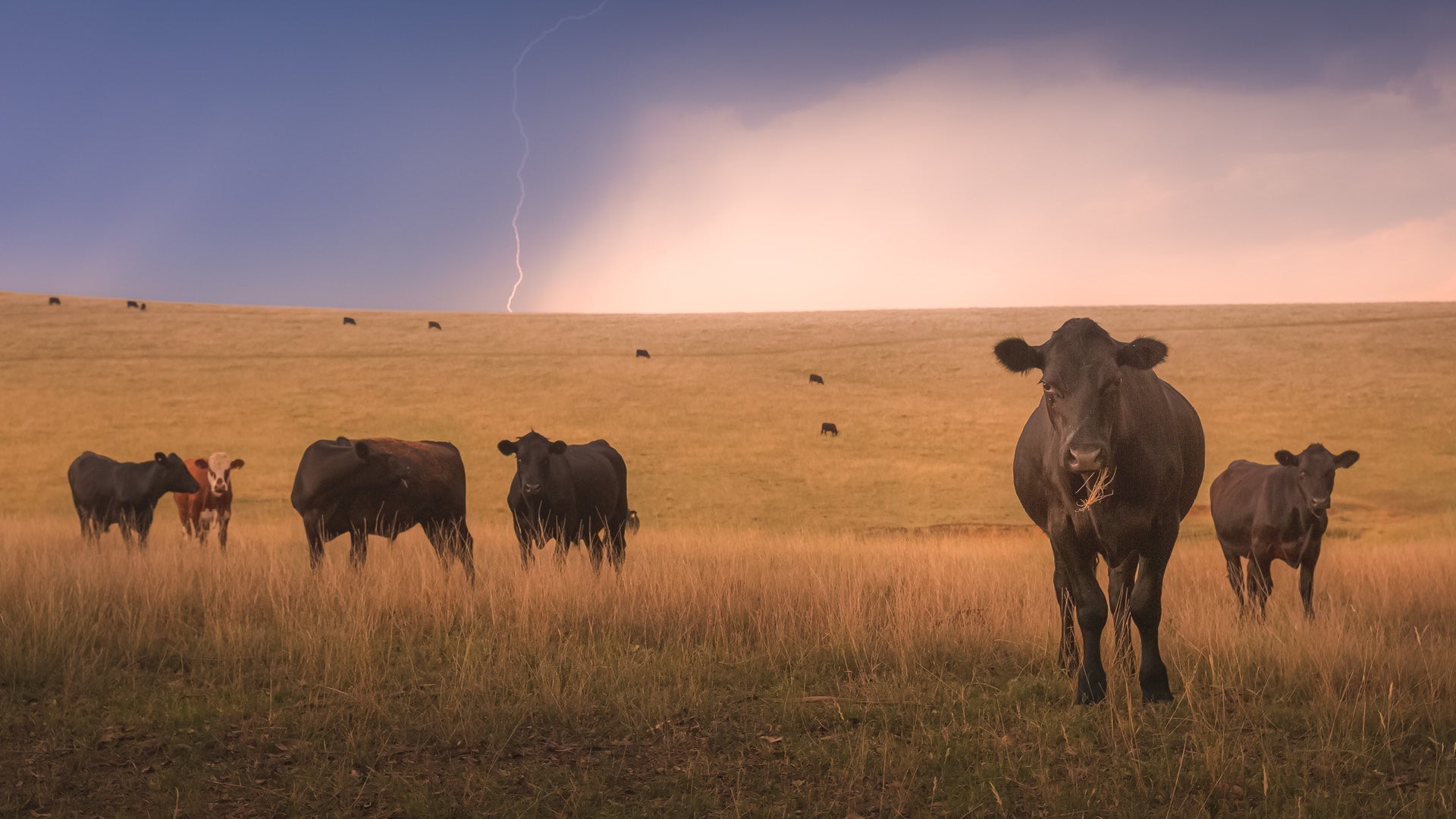 What should you know about Bovaer 10? – Stockman Steaks